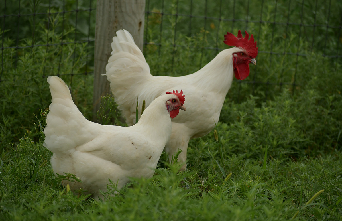 Breeds | Chicken Fans