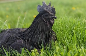 10 Beautiful Black Chicken Breeds (With Pictures) | Chicken Fans