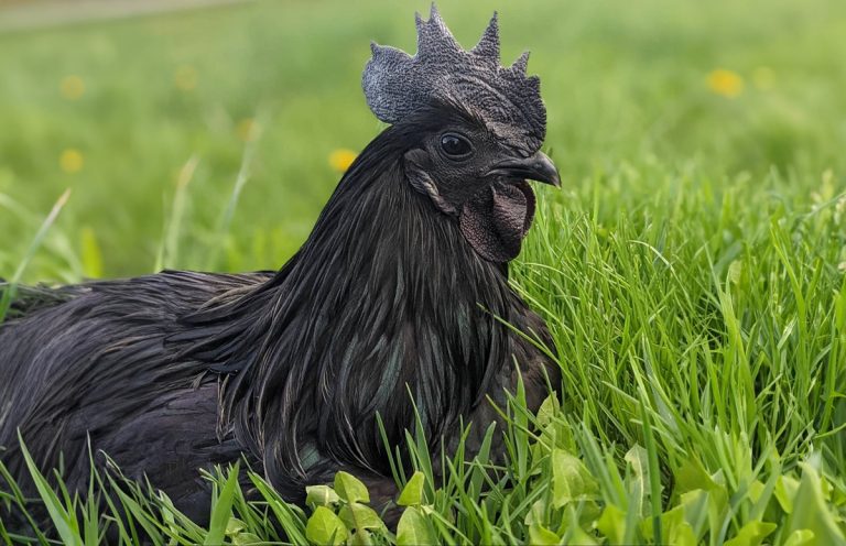 10 Beautiful Black Chicken Breeds (With Pictures) | Chicken Fans