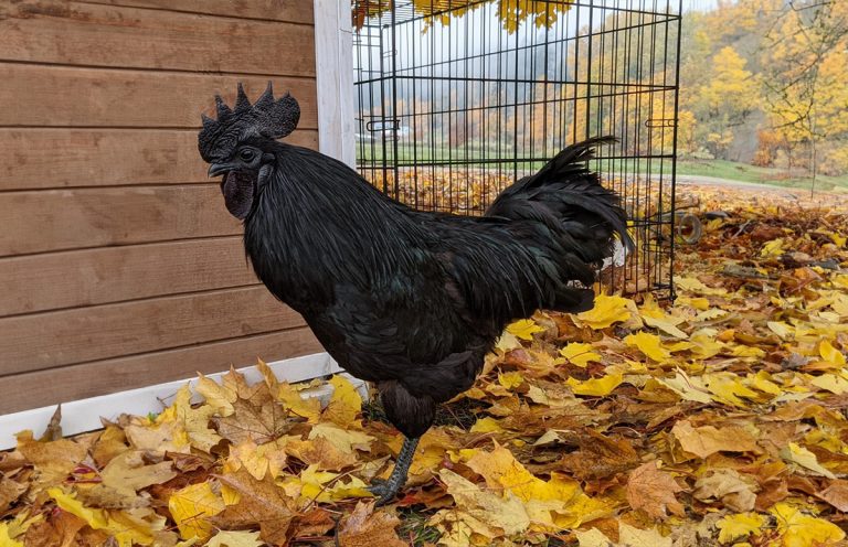 A Guide To The World's Most Expensive Chicken Breeds (And Their Cheap ...