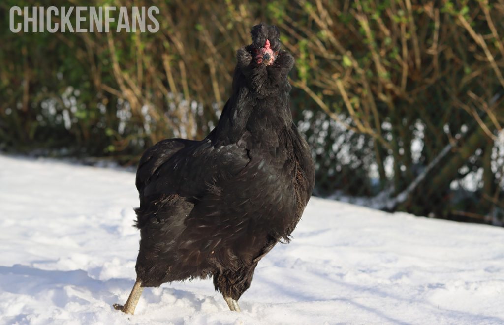 10 Beautiful Black Chicken Breeds (With Pictures) | Chicken Fans