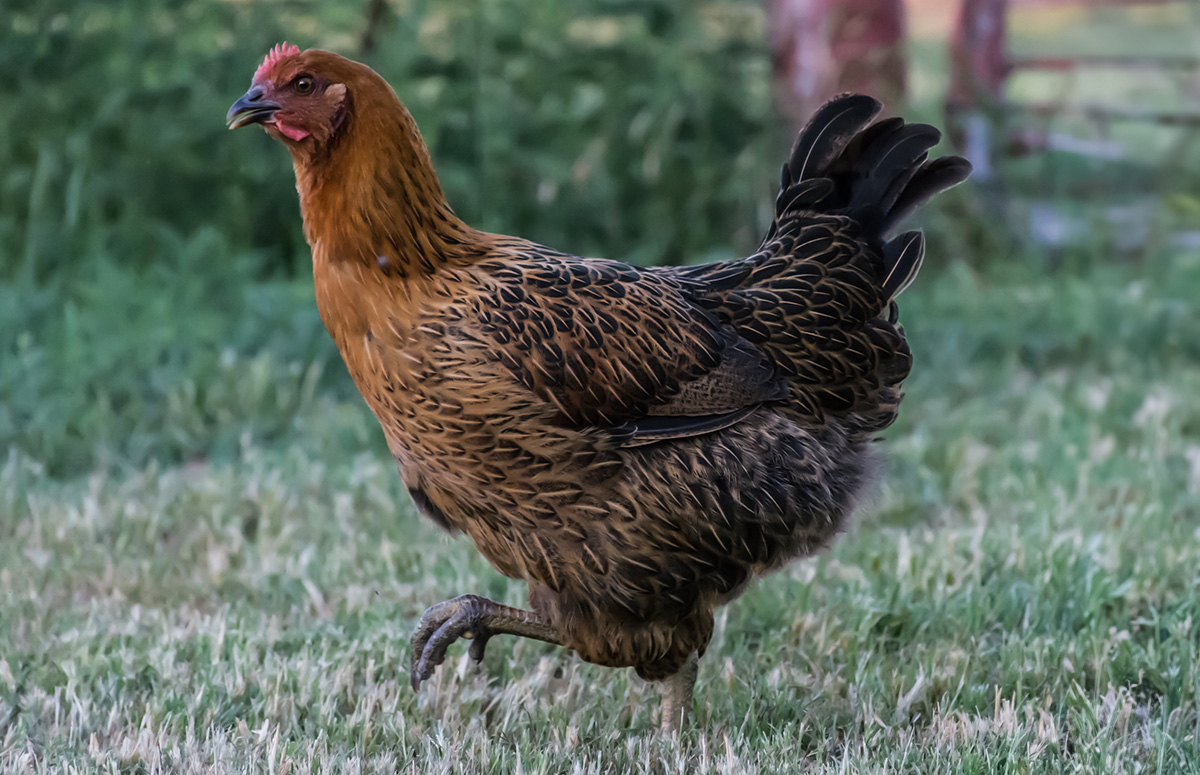 Tetracycline for Chickens: Use, Dosage, Egg Withdrawal | Chicken Fans