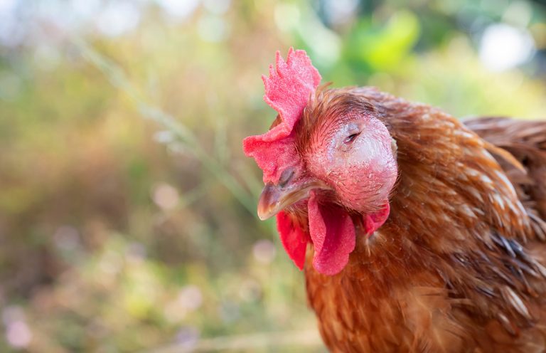 Eye Infections In Chickens: 12 Causes & Treatments | Chicken Fans