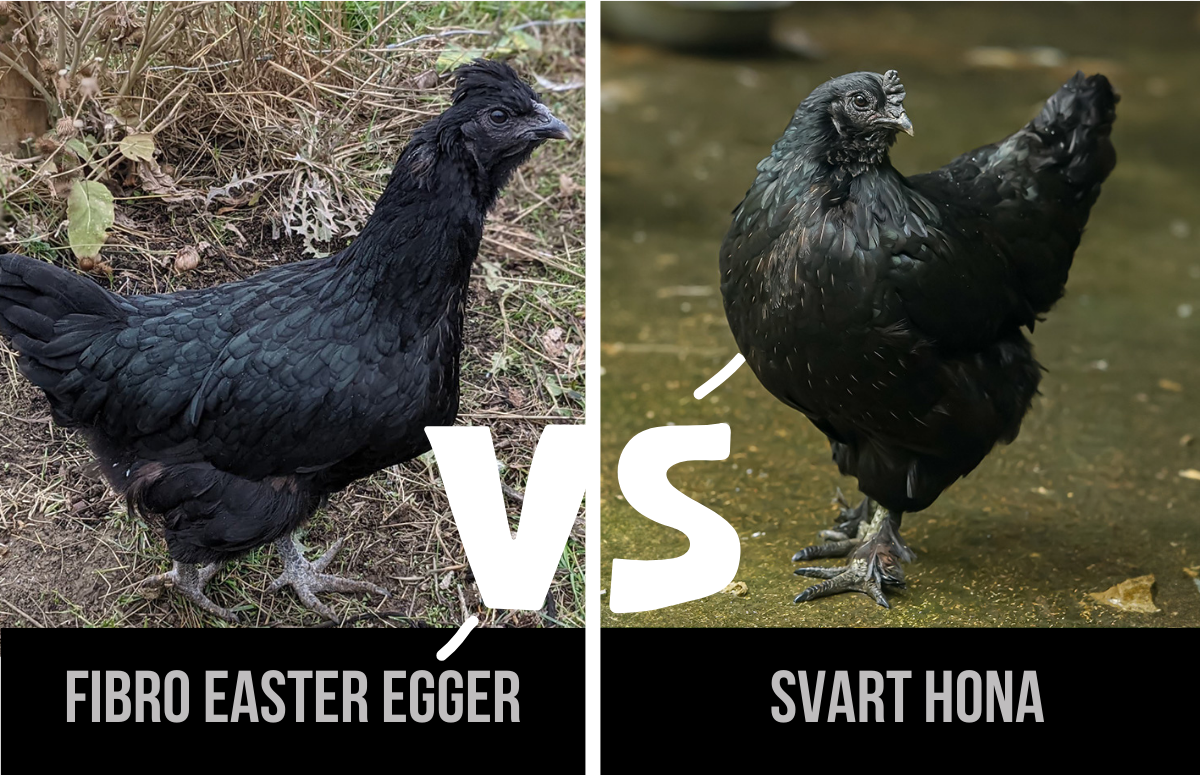Swedish Black Hen: A Rare Black Breed Profile | Chicken Fans