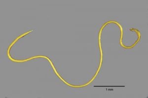 Worms in Chickens: How to Identify, Treat & Prevent Worms (2025 ...