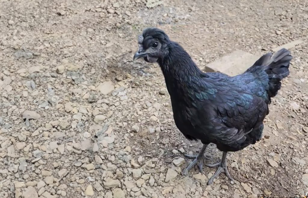 Mystic Onyx Chicken: Complete Guide | Chicken Fans