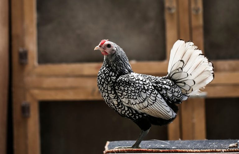 10 Small Chicken Breeds That Are Beginner-Friendly | Chicken Fans
