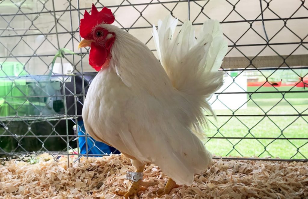 Serama Chicken: Small In Size, Big In Boldness | Chicken Fans