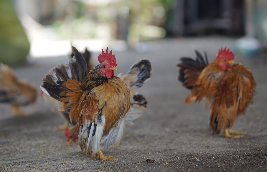 Serama Chicken: Small In Size, Big In Boldness | Chicken Fans