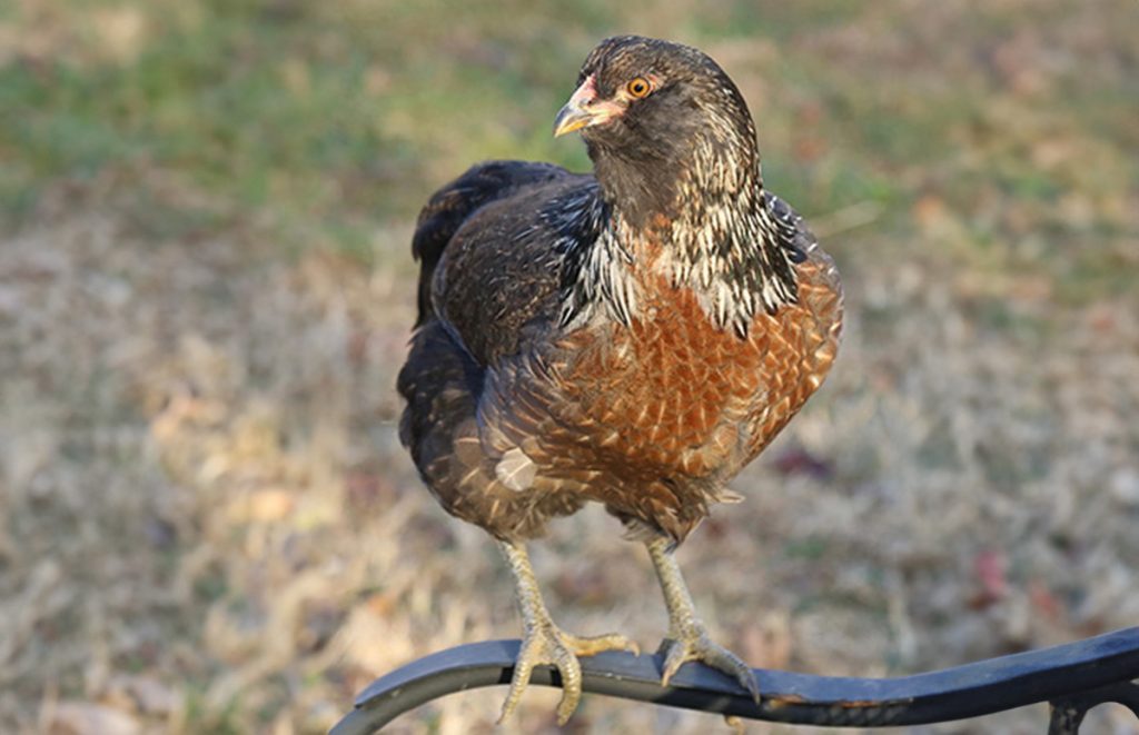 Easter Eggers: A Favorite Rainbow Egg Layer | Chicken Fans