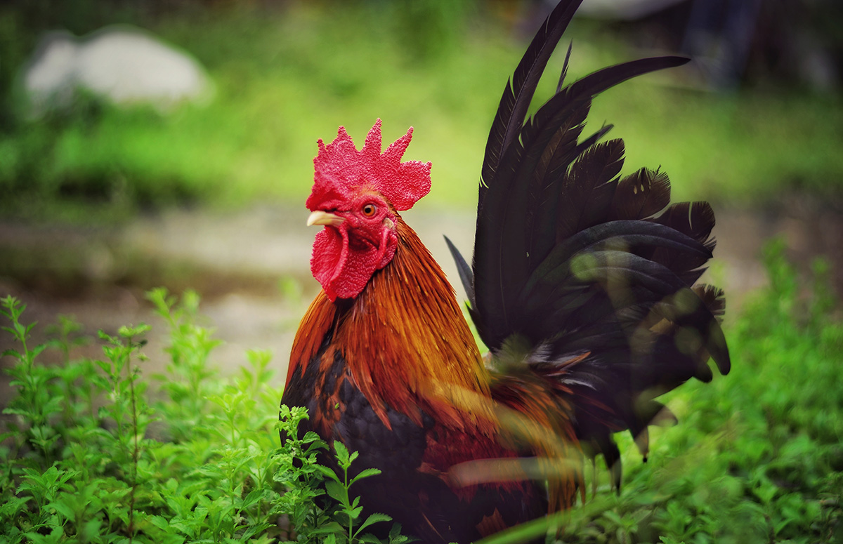 Japanese Bantam (Chabo) Chicken: Breed Profile | Chicken Fans