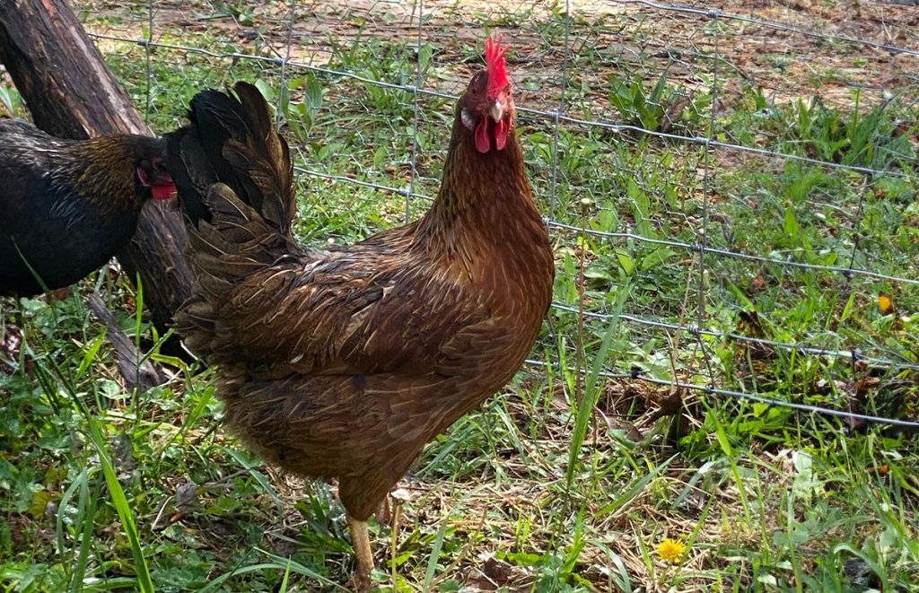 Starlight Green Egger: Complete Breed Guide | Chicken Fans