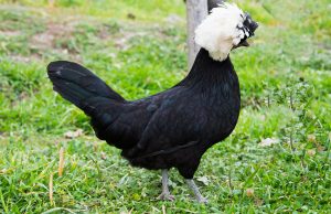 Sultan Chicken: All You Need To Know | Chicken Fans