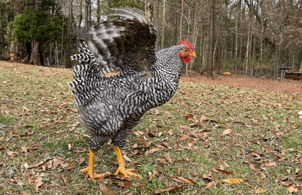 How to Tame an Aggressive Rooster? | Chicken Fans