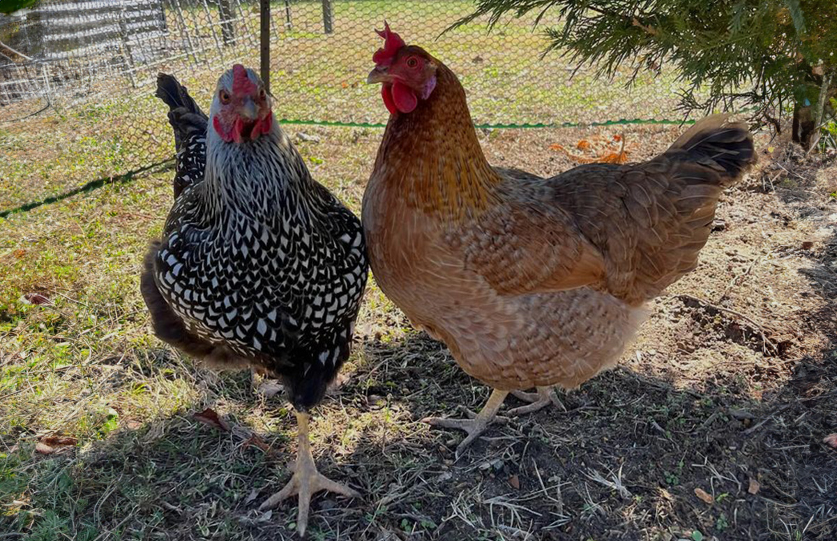 Calico Princess Chicken - A Complete Guide | Chicken Fans