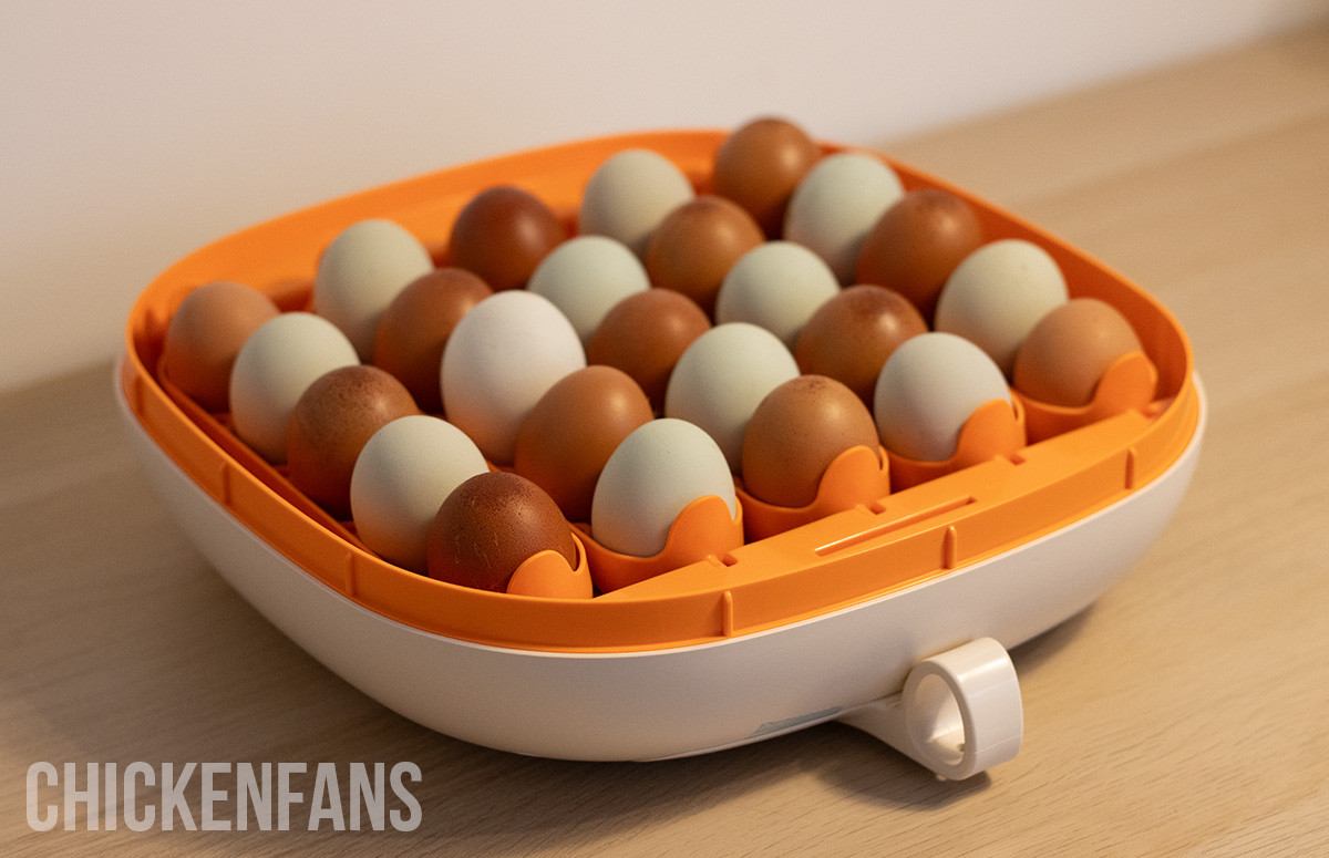 Chickcozy Egg Incubator: Review (2025) | Chicken Fans