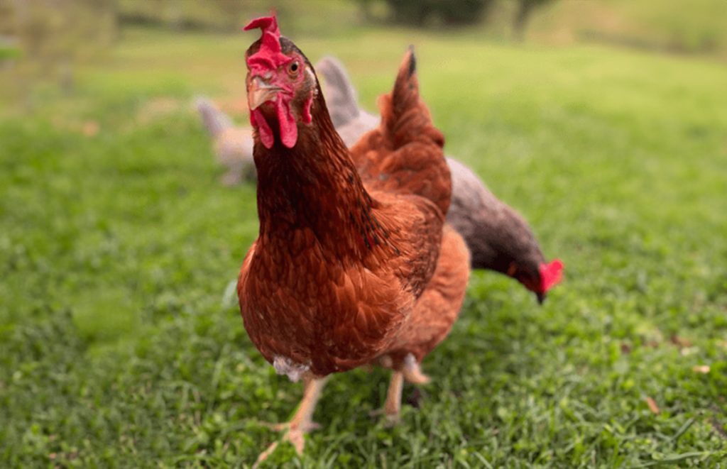 Top 15 Brown Chicken Breeds: All Beginner-Friendly | Chicken Fans