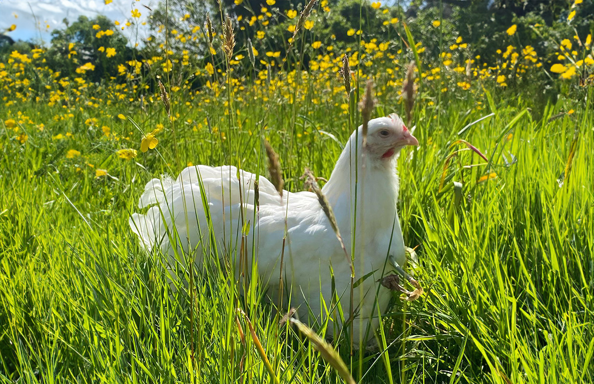 Cochin Chicken: Temperament, Care & Breed Info | Chicken Fans