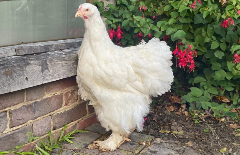 Cochin Chicken: Temperament, Care & Breed Info | Chicken Fans