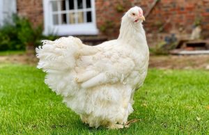 10 Most Fluffy And Adorable Chicken Breeds | Chicken Fans