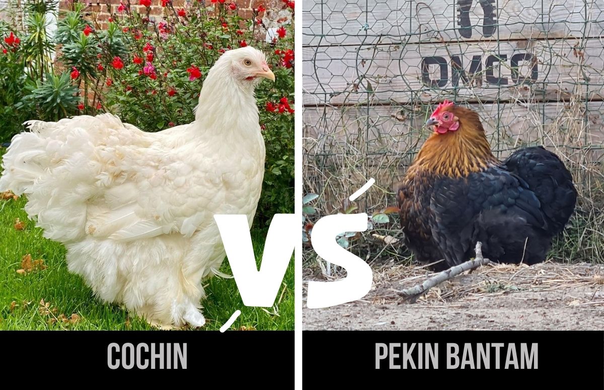 Pekin Bantam Chicken: Breed Profile | Chicken Fans