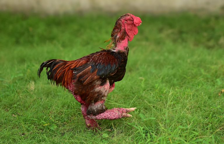 20 Amazing Giant Chicken Breeds | Chicken Fans