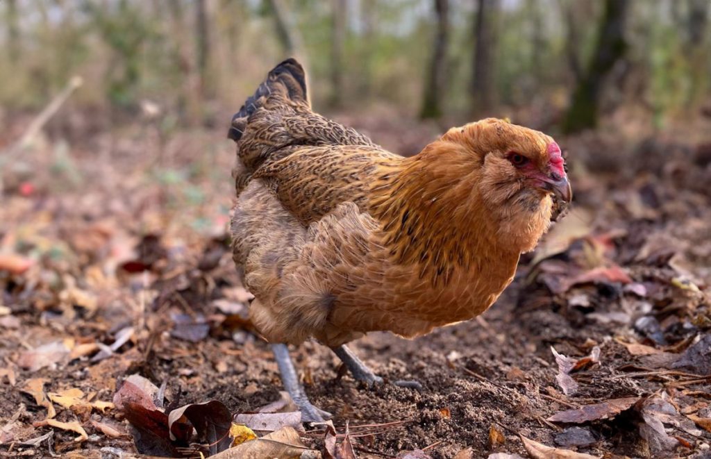 Top 15 Brown Chicken Breeds: All Beginner-Friendly | Chicken Fans