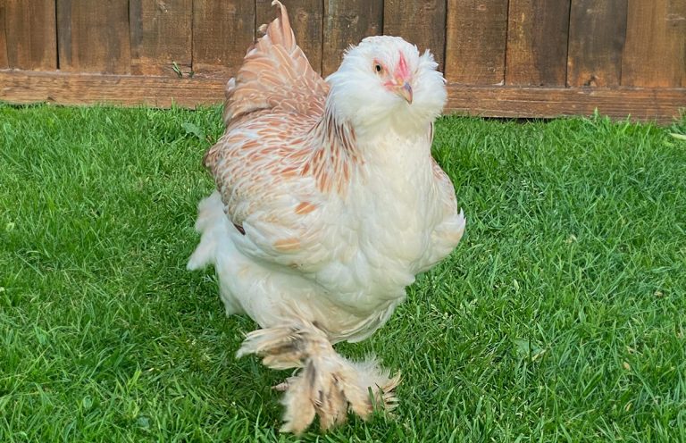 20 Amazing Giant Chicken Breeds | Chicken Fans