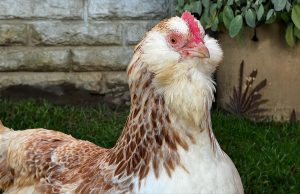 Faverolles Chicken: All you must know | Chicken Fans