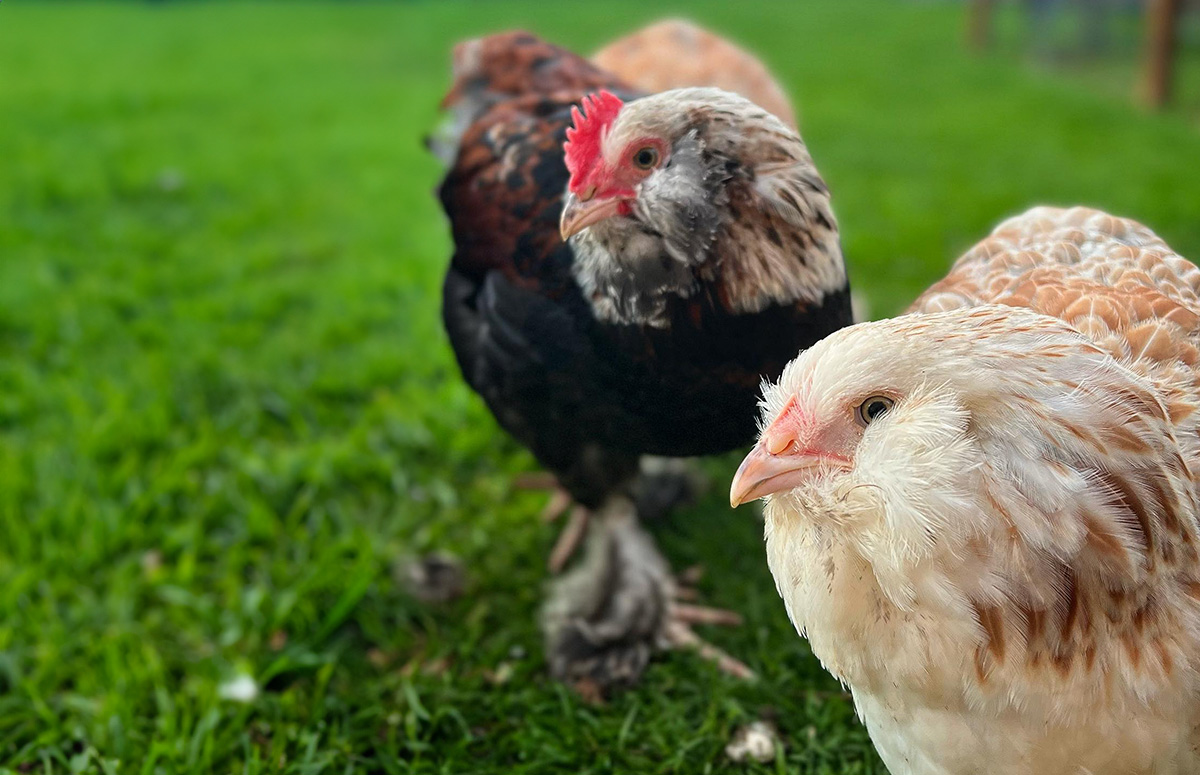 Faverolles Chicken: All you must know | Chicken Fans