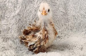 10 Most Fluffy And Adorable Chicken Breeds | Chicken Fans