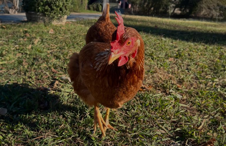 Top 15 Brown Chicken Breeds: All Beginner-Friendly | Chicken Fans