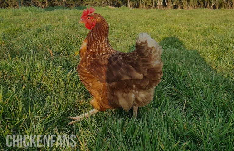 Top 15 Brown Chicken Breeds: All Beginner-Friendly | Chicken Fans