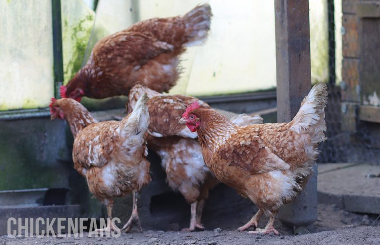 ISA Brown Chicken: The Pros And Cons | Chicken Fans