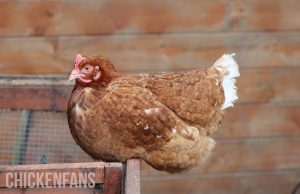 ISA Brown Chicken: The Pros And Cons | Chicken Fans