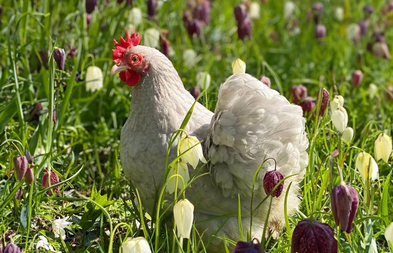 10 Small Chicken Breeds That Are Beginner-Friendly | Chicken Fans