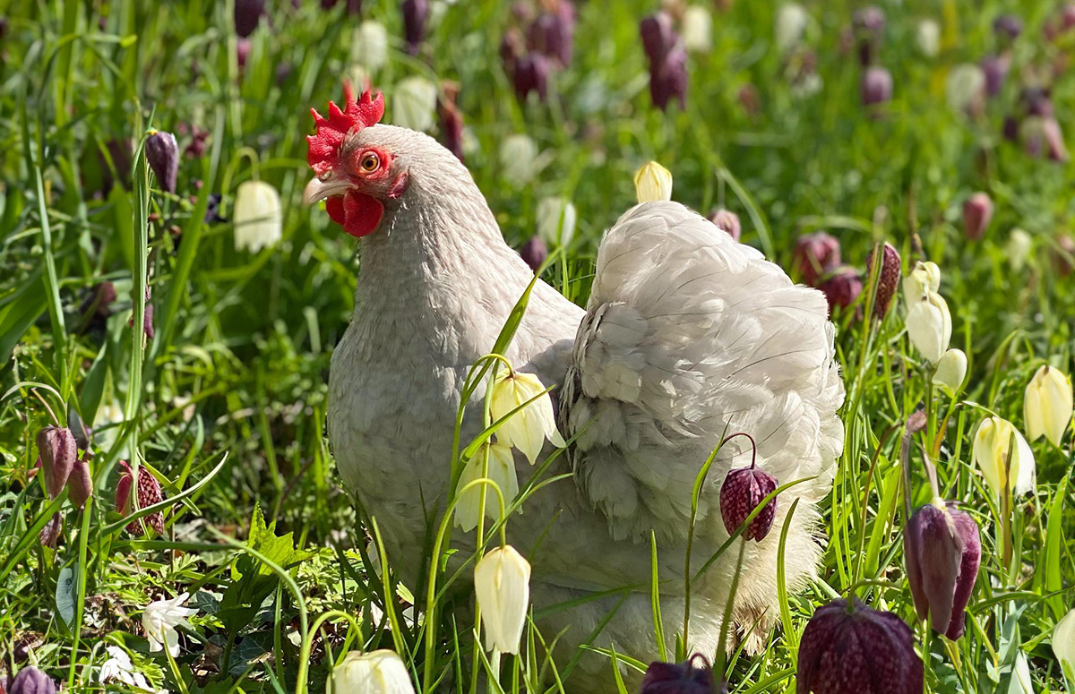 10 Most Fluffy And Adorable Chicken Breeds | Chicken Fans