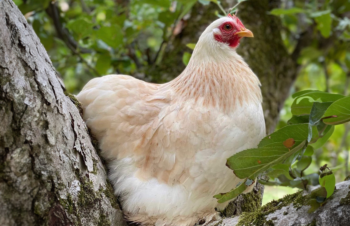 Pekin Bantam Chicken: Breed Profile | Chicken Fans