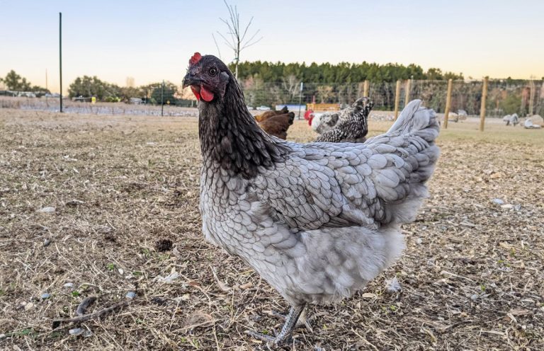 Sapphire Gem Chicken: Breed Profile | Chicken Fans