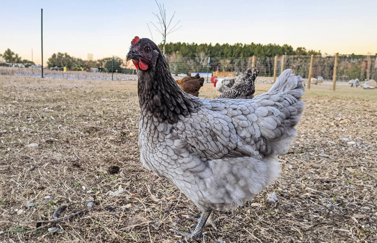 Sapphire Gem Chicken: Breed Profile | Chicken Fans