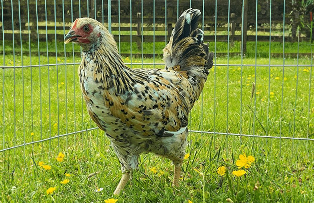 Buying Chicks & Chickens Online: Best Hatcheries (2025) | Chicken Fans