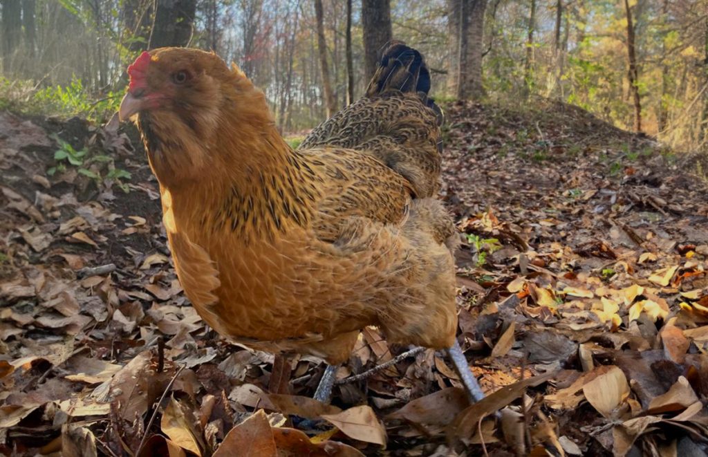 Ameraucana Chicken: A Blue Egg Beauty | Chicken Fans
