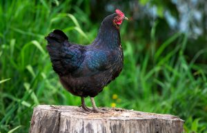 20 Amazing Giant Chicken Breeds | Chicken Fans