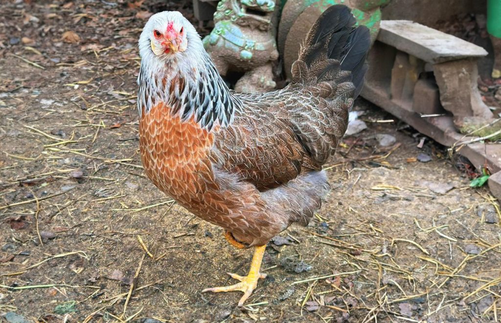 Prairie Bluebell Egger: Things To Know | Chicken Fans