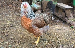 Prairie Bluebell Egger: Things To Know | Chicken Fans