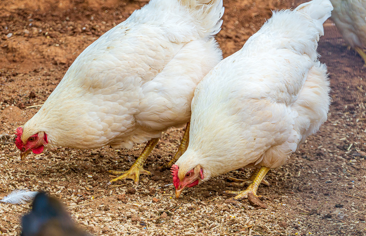 Amberlink Chicken: A Backyard Favorite | Chicken Fans