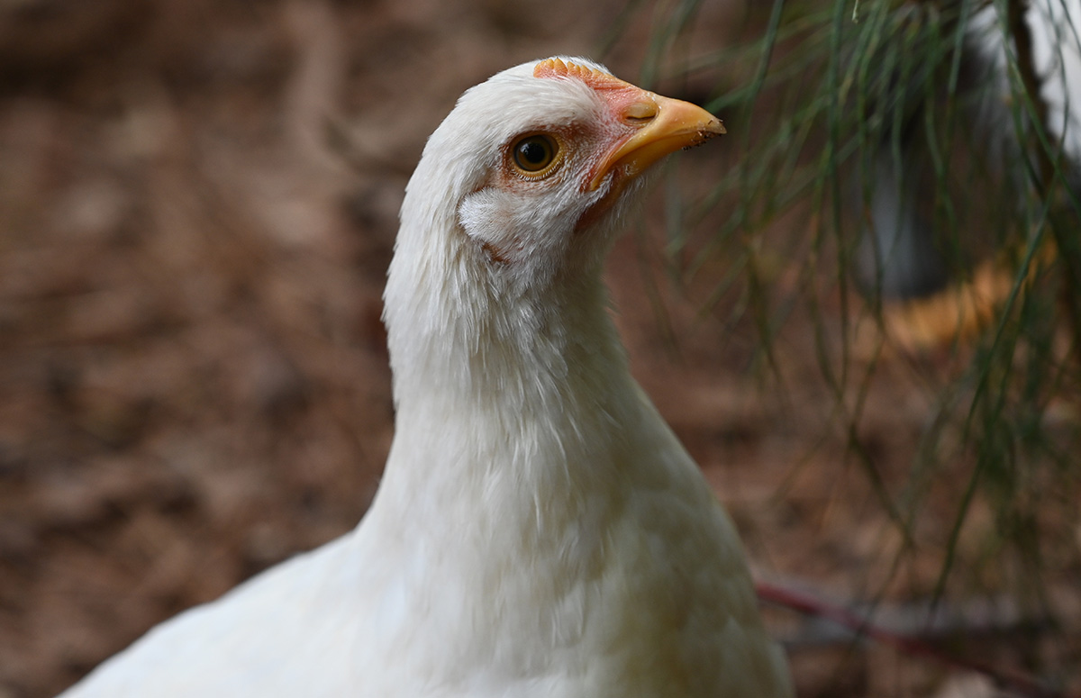 Amberlink Chicken: A Backyard Favorite | Chicken Fans