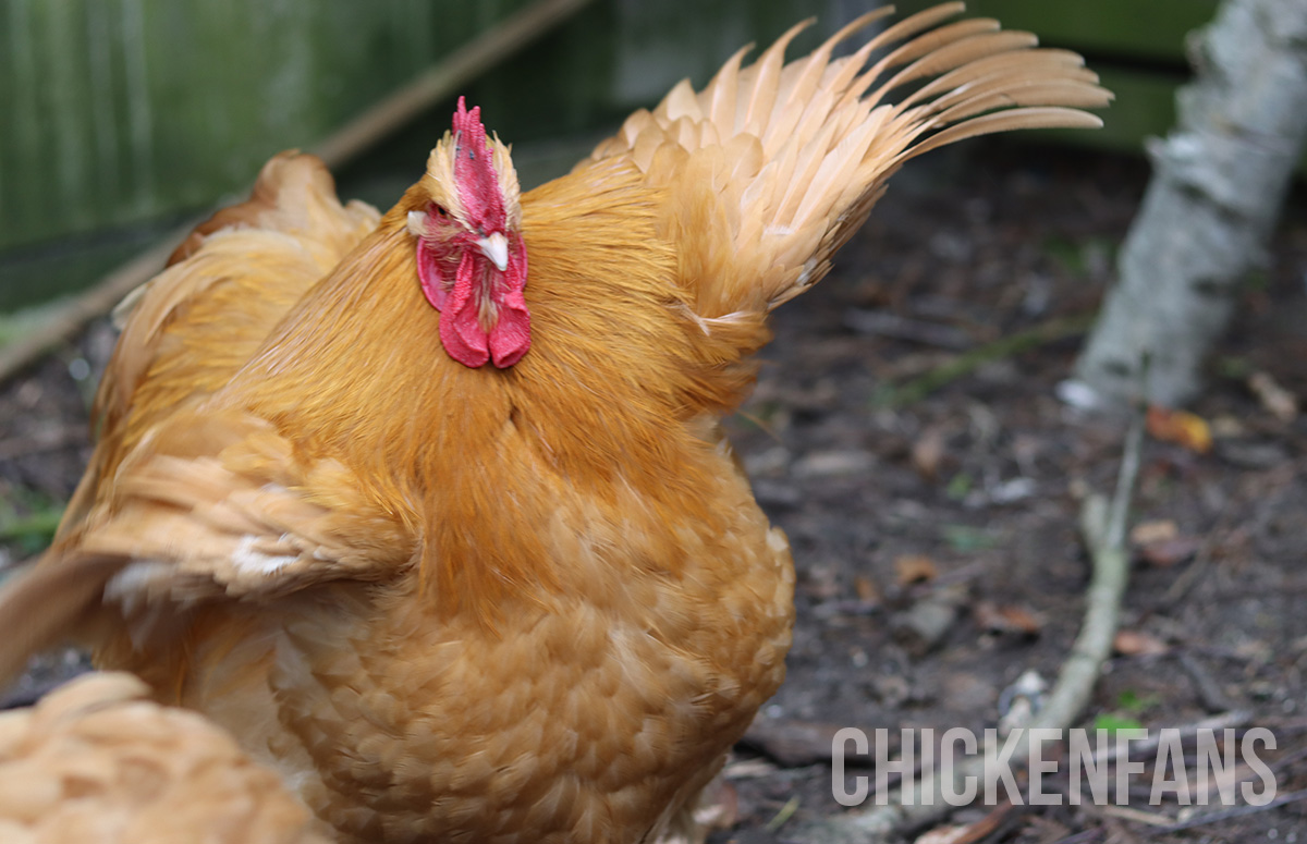 Orpington: A Friendly Giant Breed Profile | Chicken Fans