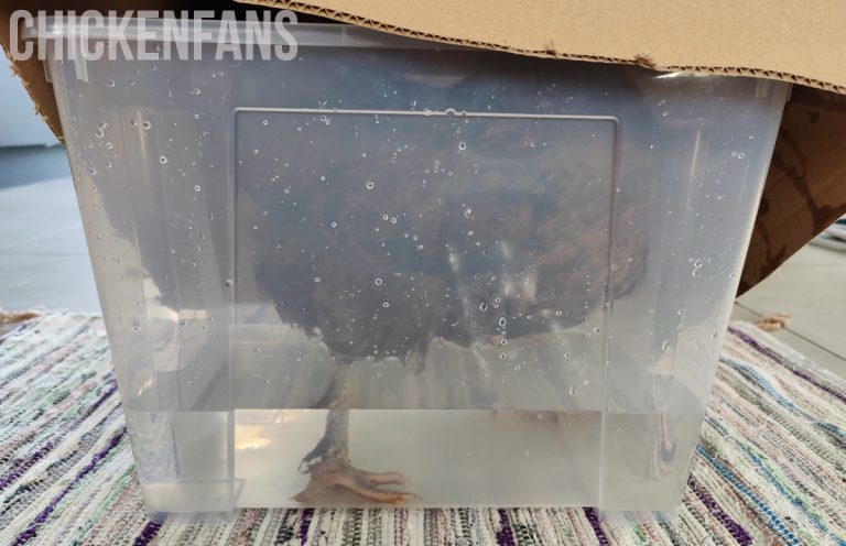 Scaly Leg Mites in Chickens - Symptoms & Treatment | Chicken Fans