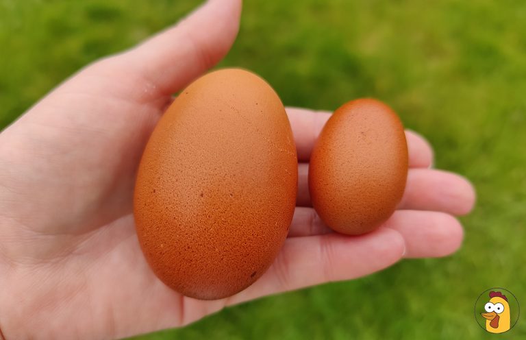 Fairy Egg: All You Need To Know | Chicken Fans